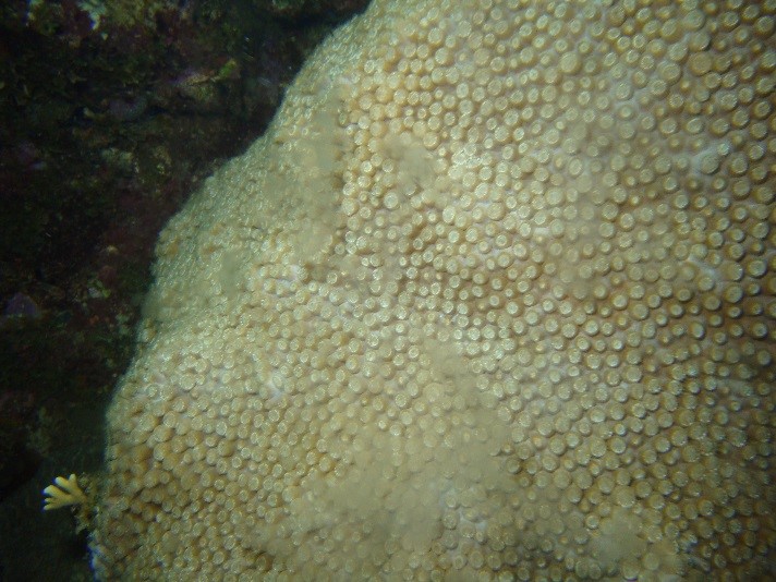 Coral Spawning In The Bahamas - The Island School