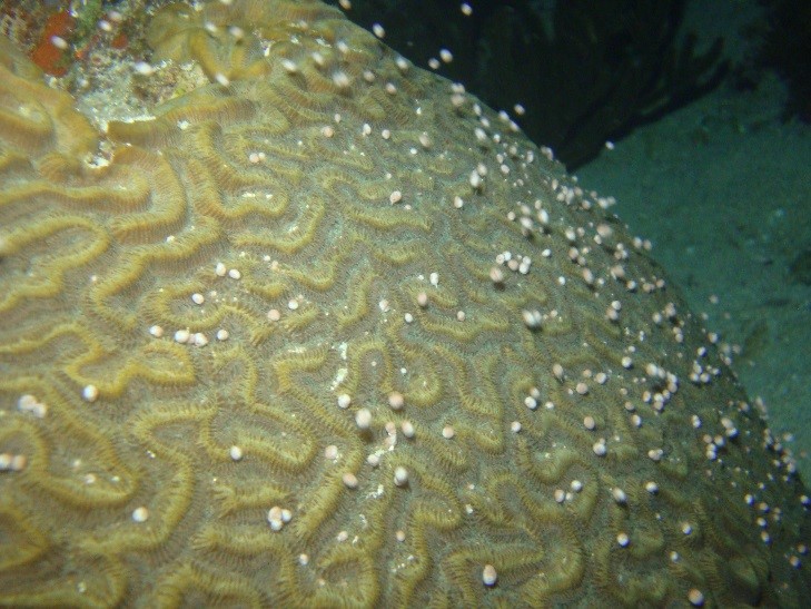 Coral Spawning In The Bahamas - The Island School