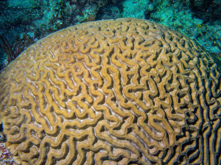 Can you recognize the brainiest Caribbean coral? - The Island School