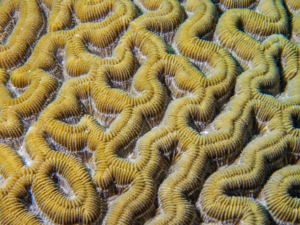 Can you recognize the brainiest Caribbean coral? - The Island School