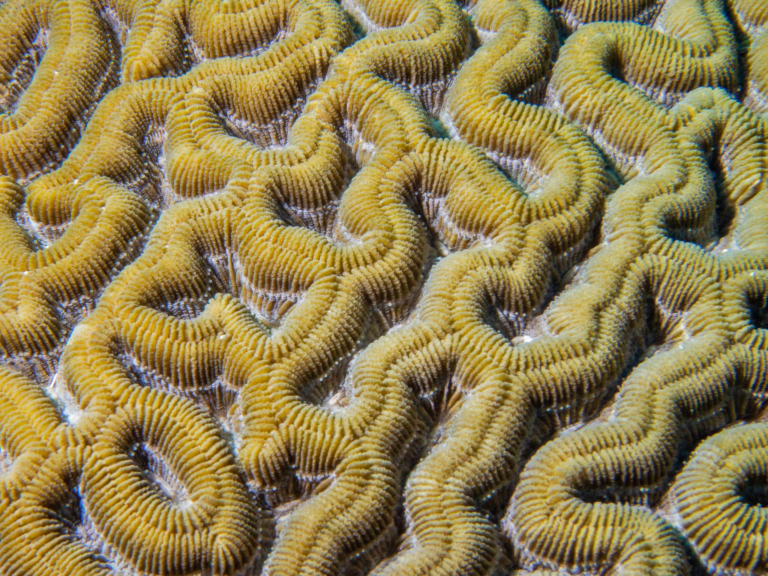 Can you recognize the brainiest Caribbean coral? - The Island School