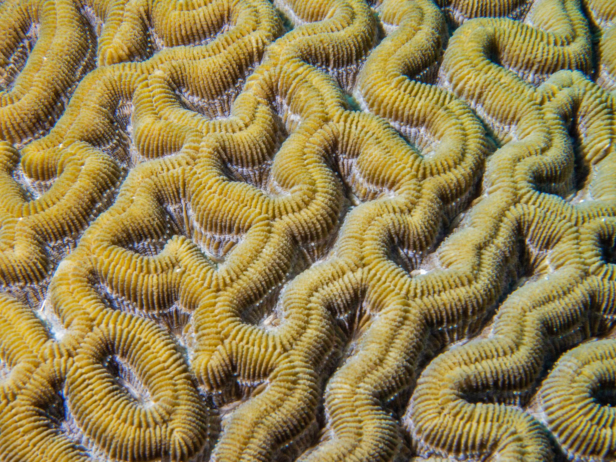 Can you recognize the brainiest Caribbean coral? - The Island School