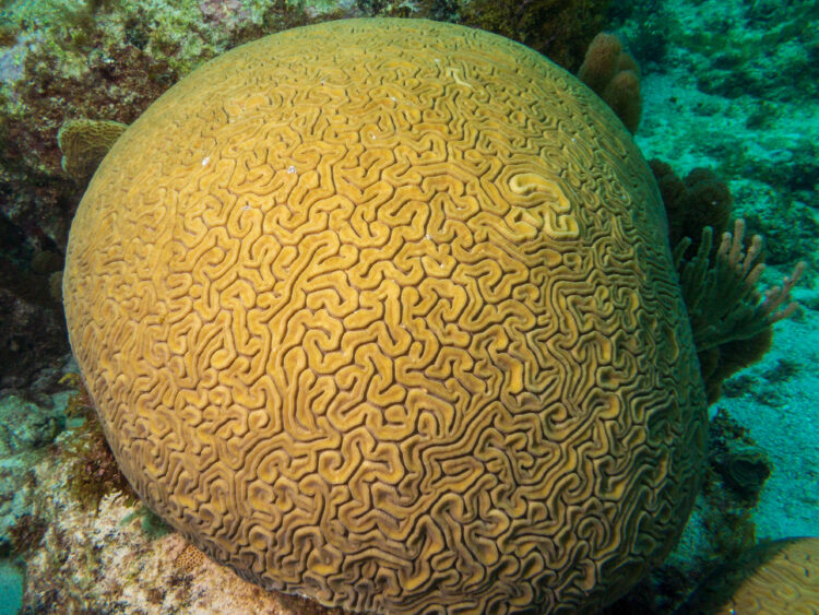 Can you recognize the brainiest Caribbean coral? - The Island School