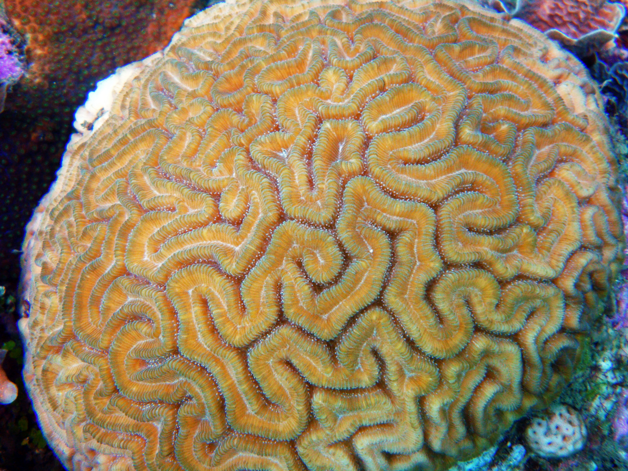 Can you recognize the brainiest Caribbean coral? - The Island School