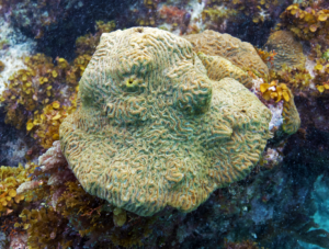 Can you recognize the brainiest Caribbean coral? - The Island School