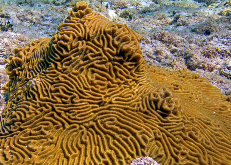 Can you recognize the brainiest Caribbean coral? - The Island School