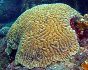 Can you recognize the brainiest Caribbean coral? - The Island School