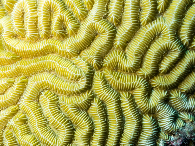 Can you recognize the brainiest Caribbean coral? - The Island School