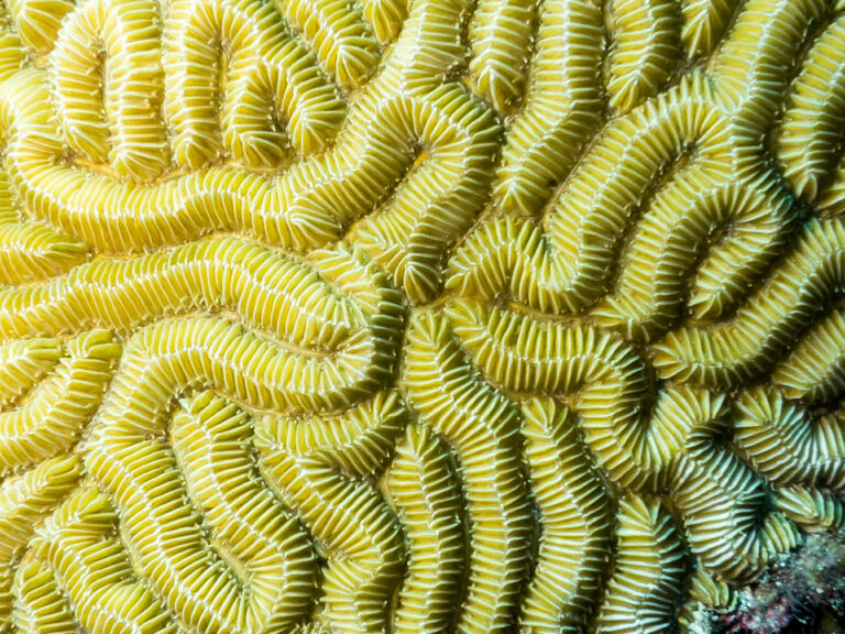 Can you recognize the brainiest Caribbean coral? - The Island School