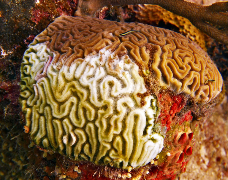 Can you recognize the brainiest Caribbean coral? - The Island School