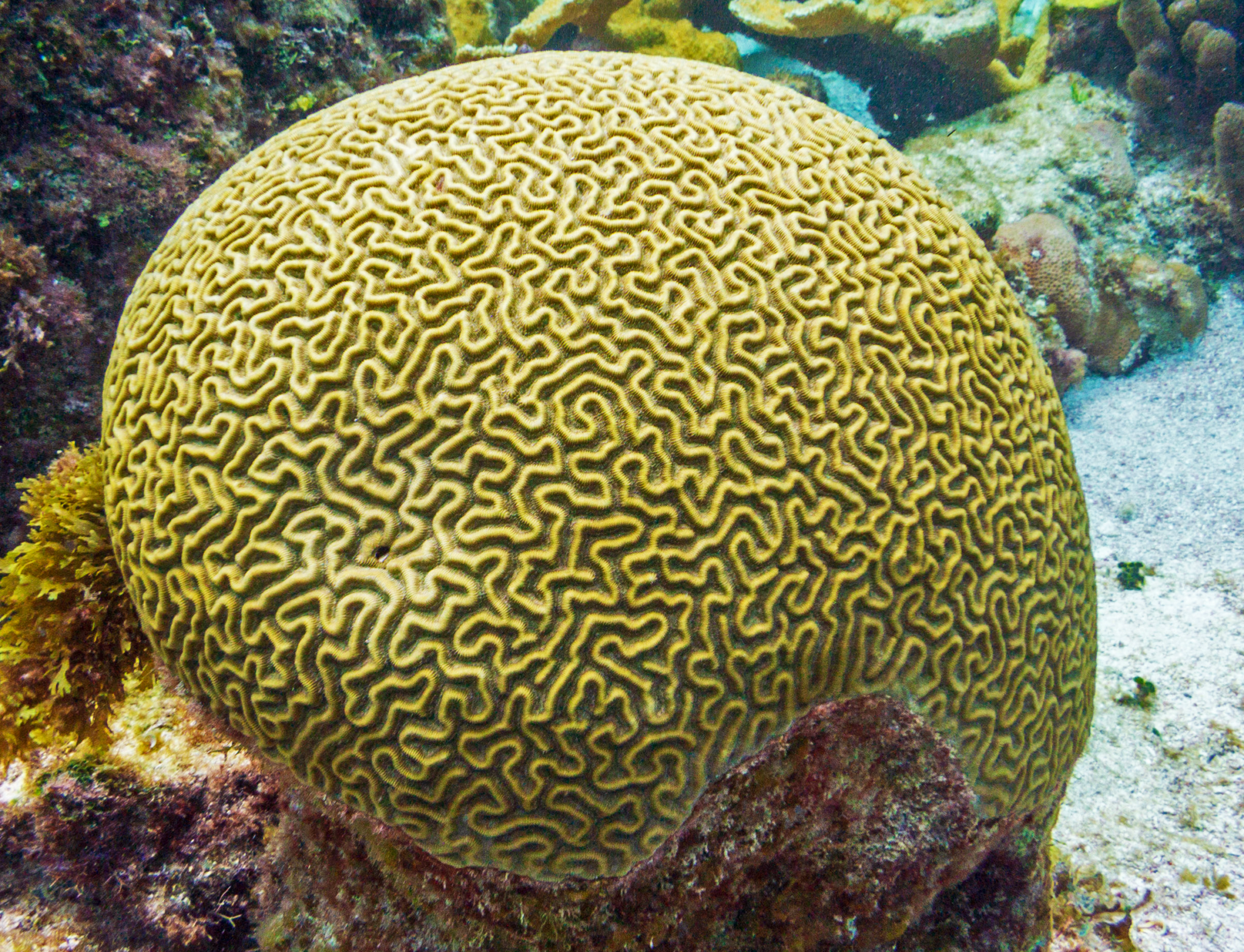 Can you recognize the brainiest Caribbean coral? - The Island School