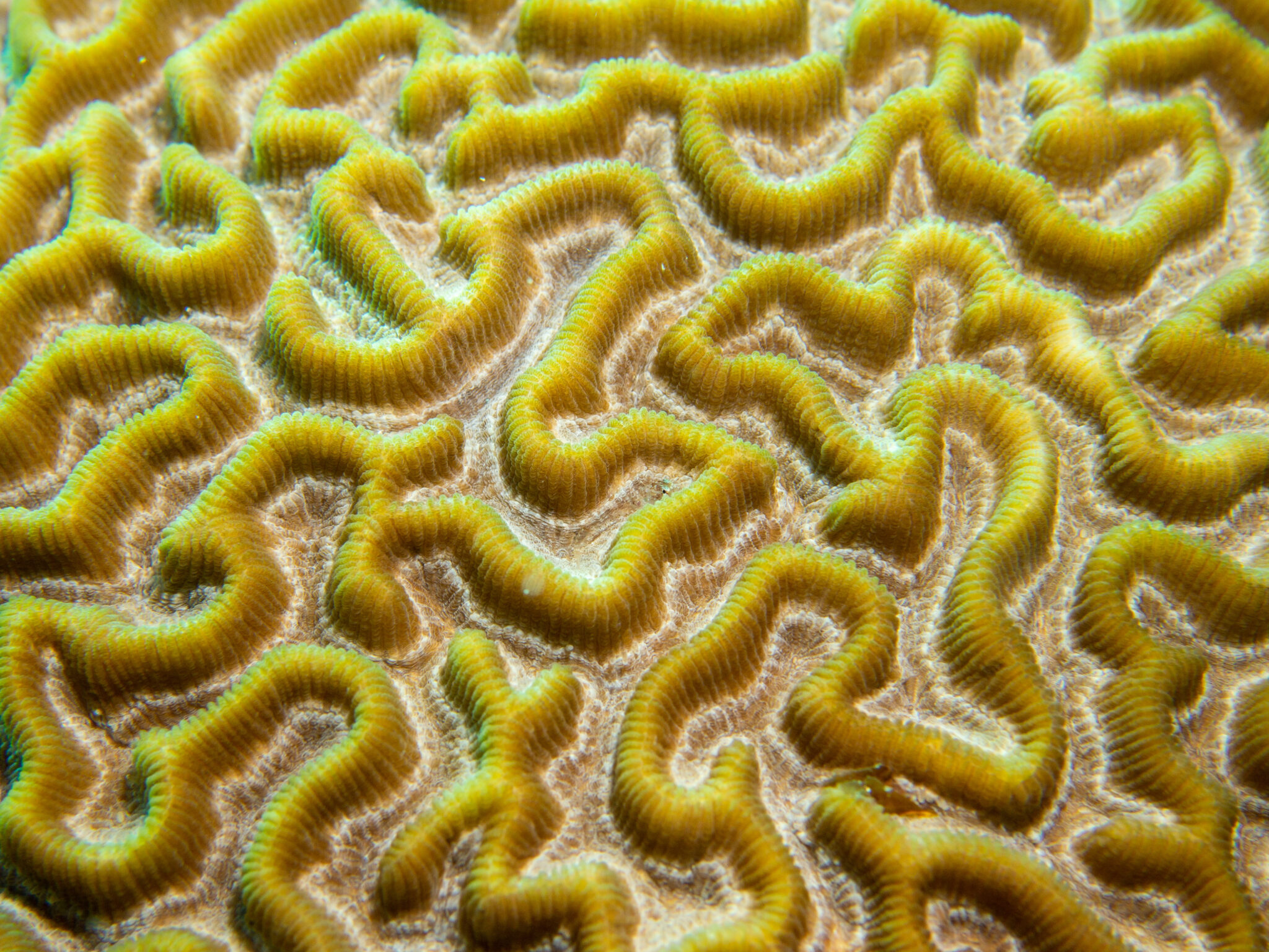 Can you recognize the brainiest Caribbean coral? - The Island School