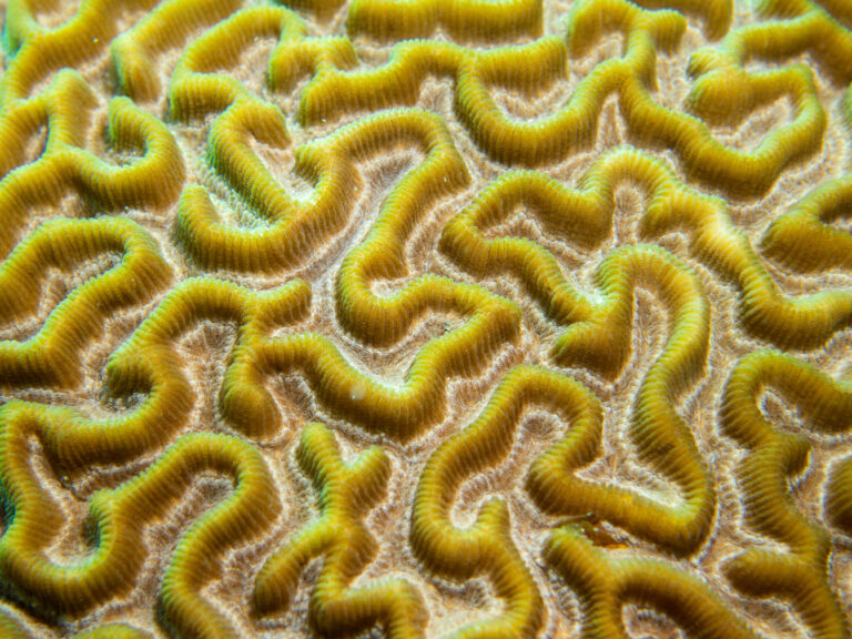 Can you recognize the brainiest Caribbean coral? - The Island School