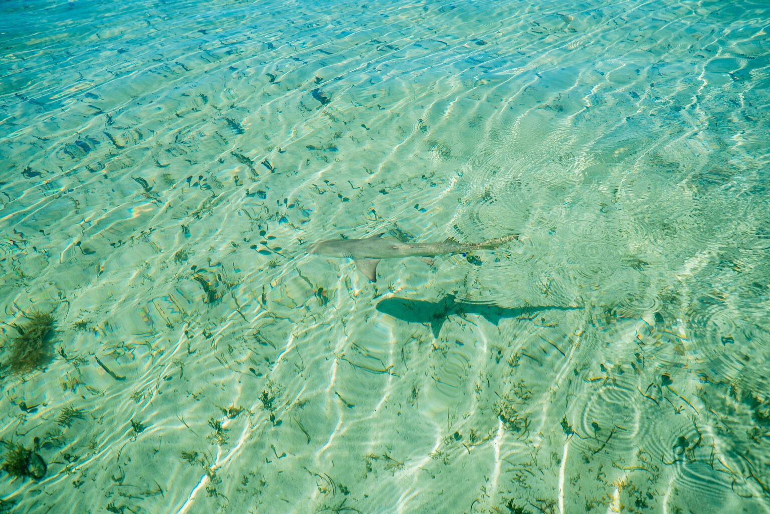 The Privilege of Sharks in The Bahamas: A Reflection on Conservation ...