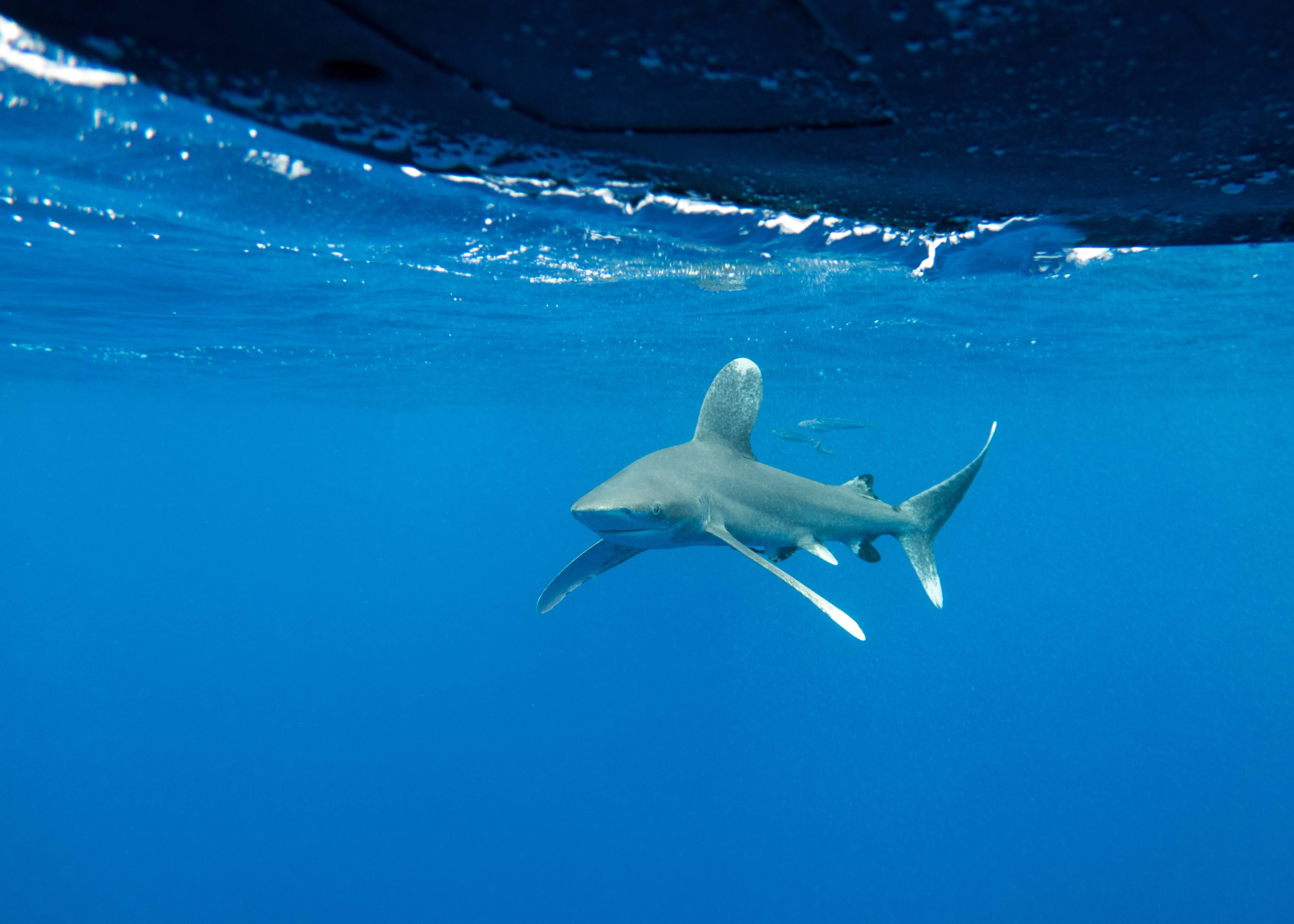 The Privilege of Sharks in The Bahamas: A Reflection on Conservation ...
