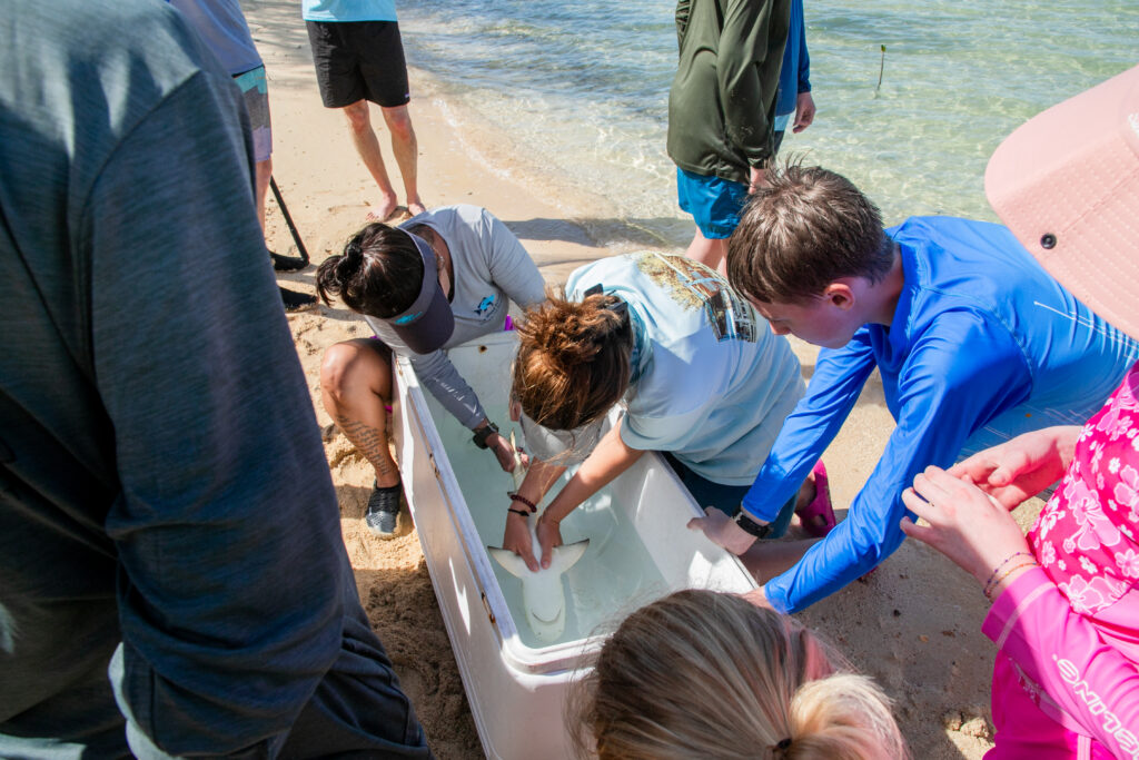 Documenting Evidence of Shark Cannibalism in South Eleuthera Nurseries ...