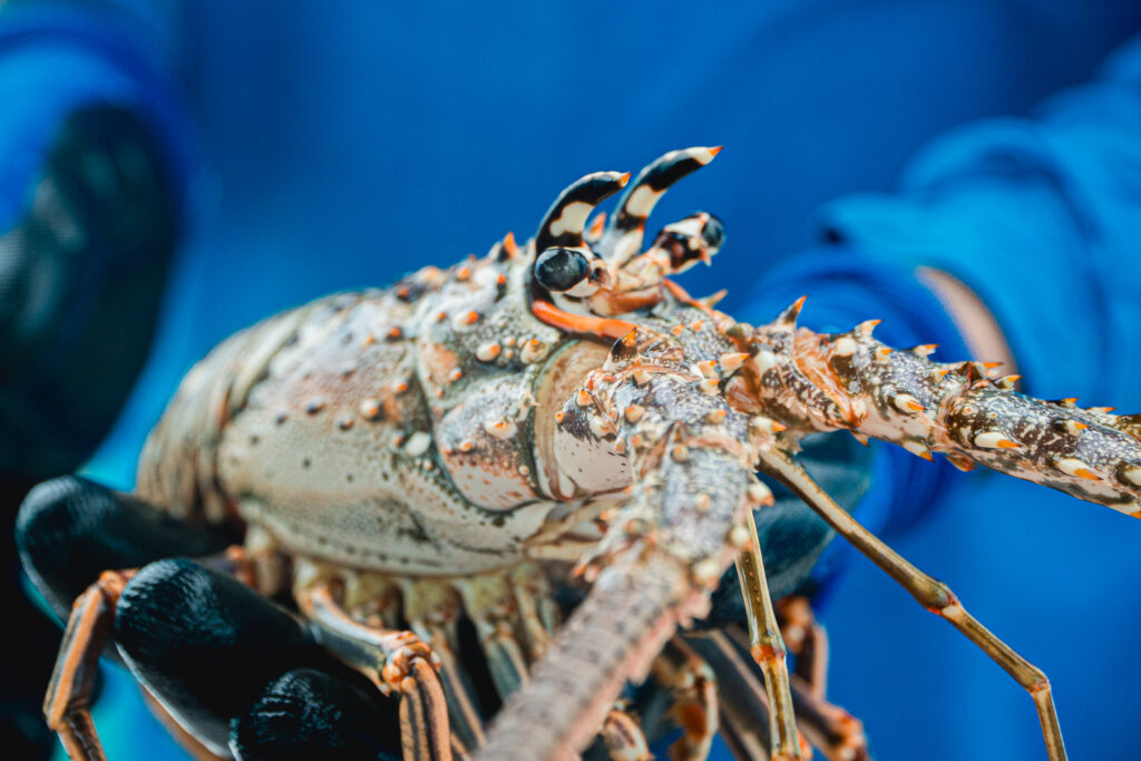 Lobsters In The Bahamas—A National Treasure Under Conservation - The ...