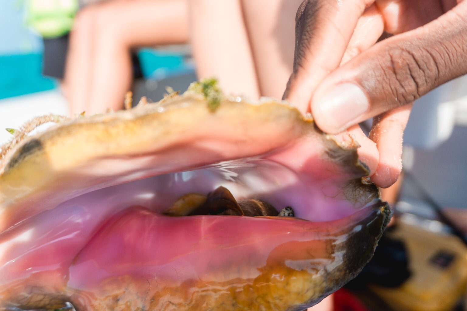 Island School Semester Students Dive Into Queen Conch Research - The ...