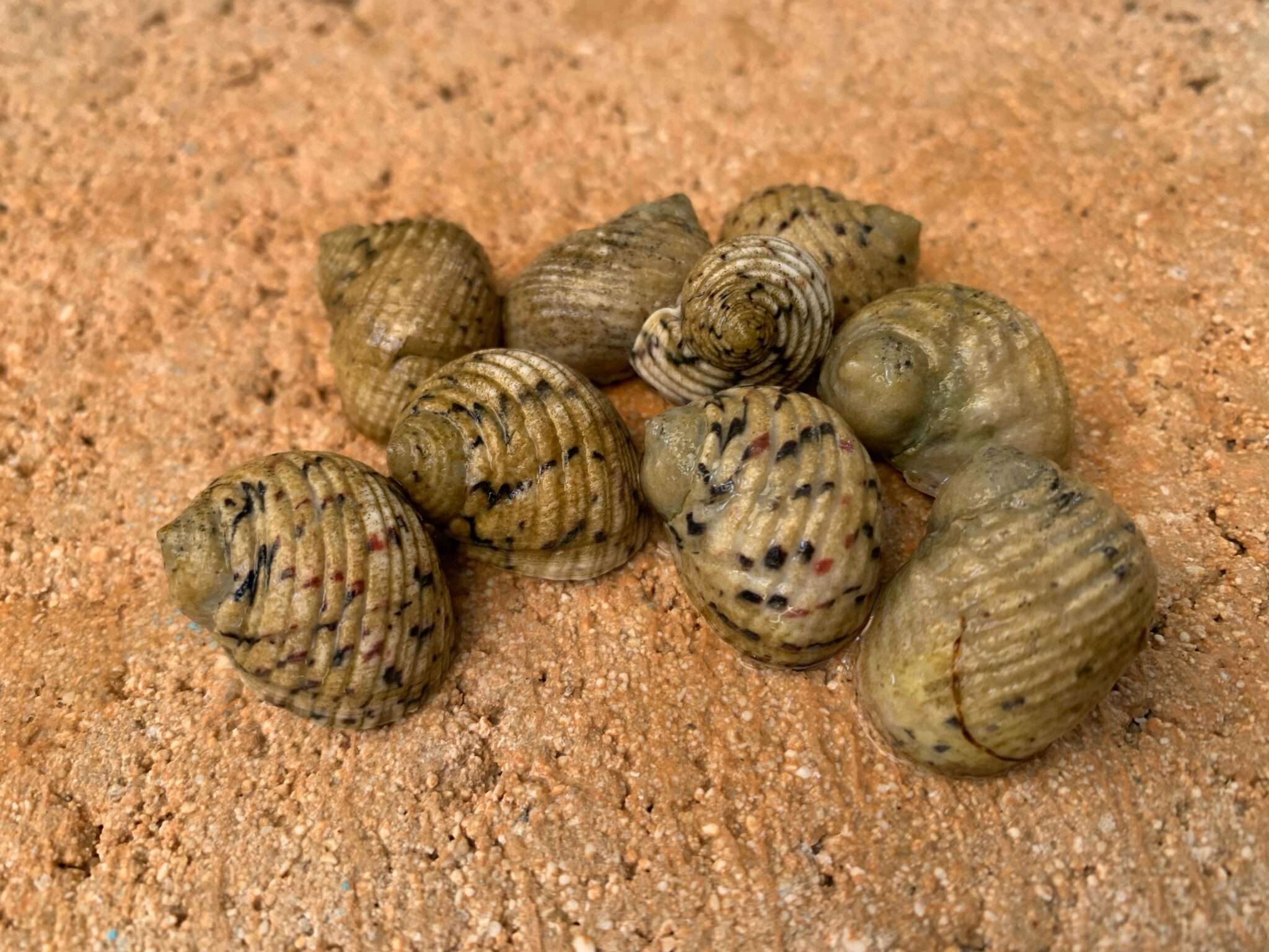 Lobsters In The Bahamas—A National Treasure Under Conservation - The ...
