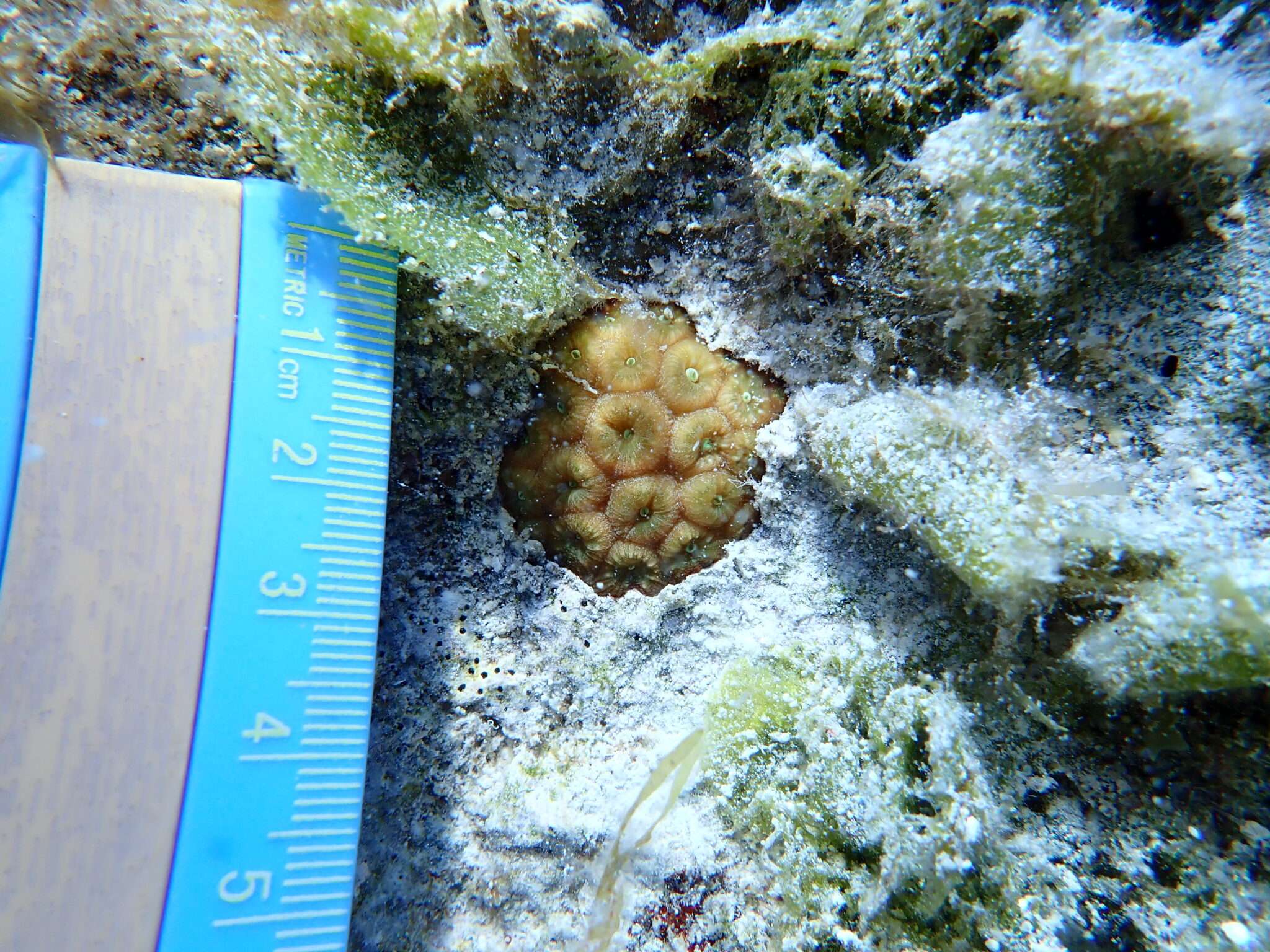 Spring 2025 Student Research Project: Coral Health and Resilience - The ...